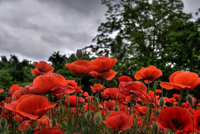 Have You Ever Heard of the Red Poppy Festival in Georgetown, Texas ...