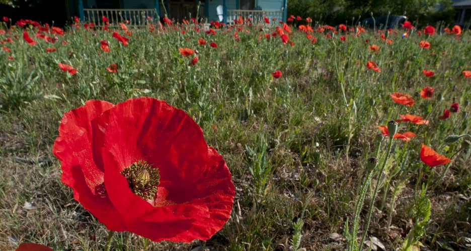 Have You Ever Heard of the Red Poppy Festival in Georgetown, Texas ...