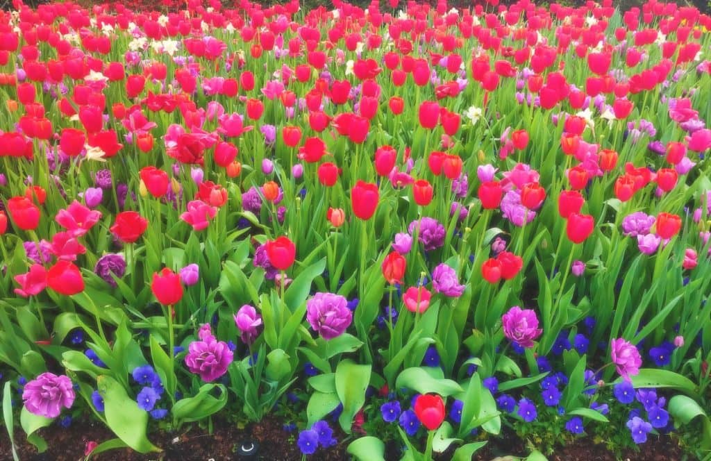 1 Amazing Reason to Visit Dallas in the Springtime! | TRAVELS WITH TAM