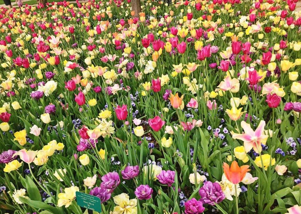 1 Amazing Reason to Visit Dallas in the Springtime! | TRAVELS WITH TAM