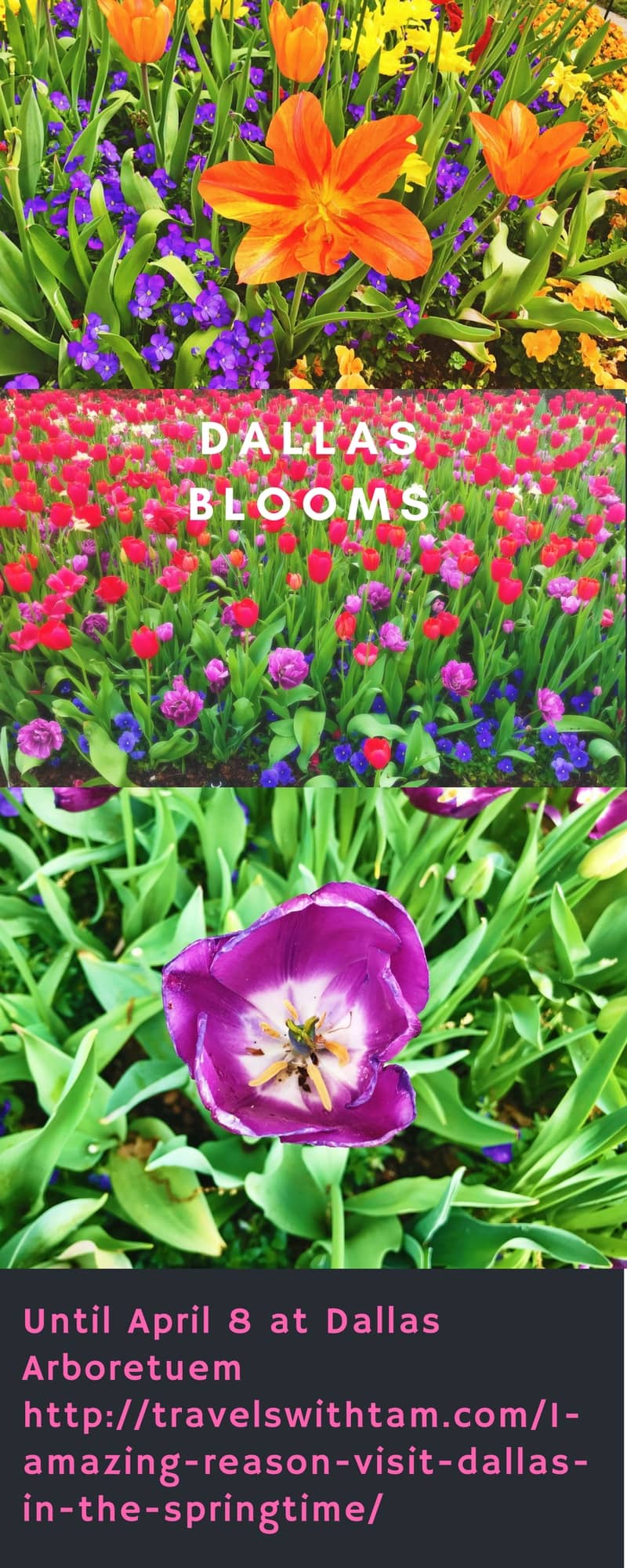 1 Amazing Reason to Visit Dallas in the Springtime! | TRAVELS WITH TAM