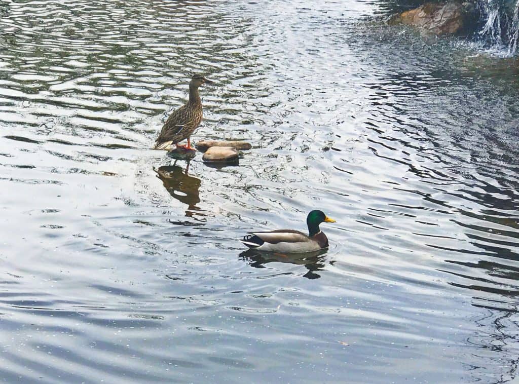 1 Amazing Reason to Visit Dallas in the Springtime! | TRAVELS WITH TAM