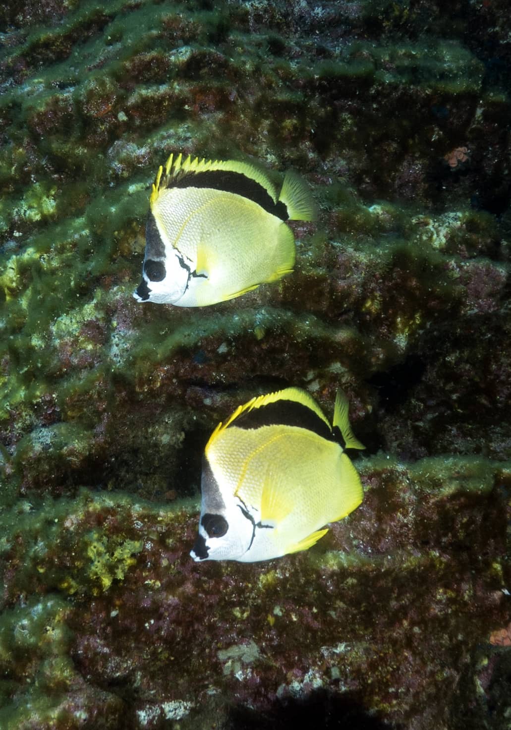 What Diving the Revillagigedos Archipelago Really Looks Like, Part Two