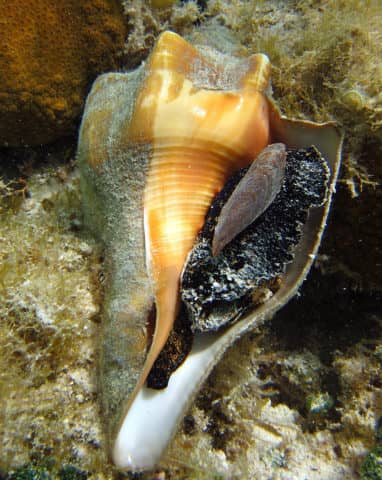 The Best Scuba Diving in Cozumel may be a Surprise to You
