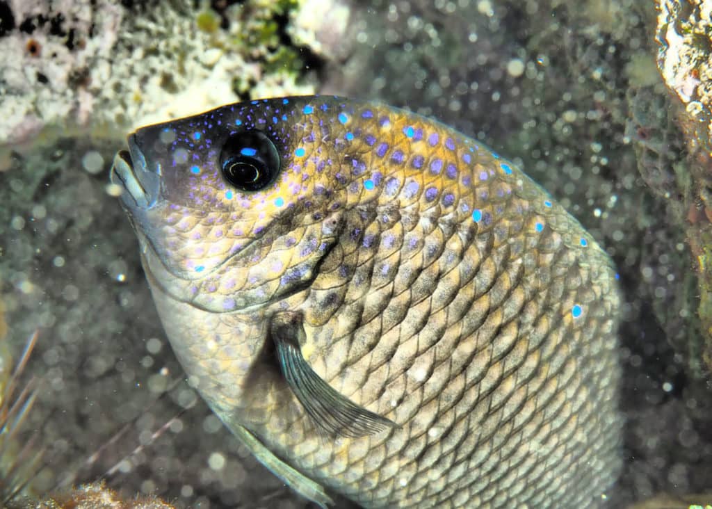 Cozumel Critter Diving was Fantastic in September 2018! | TRAVELS WITH TAM