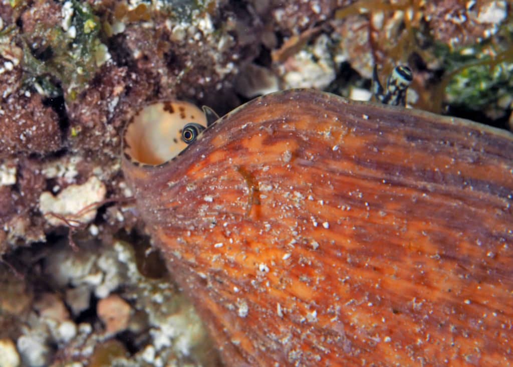 Cozumel Critter Diving was Fantastic in September 2018! | TRAVELS WITH TAM