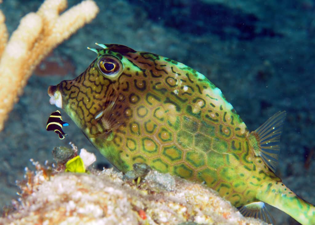Fabulous Photo Friday returns with Fish Friends in Cozumel!
