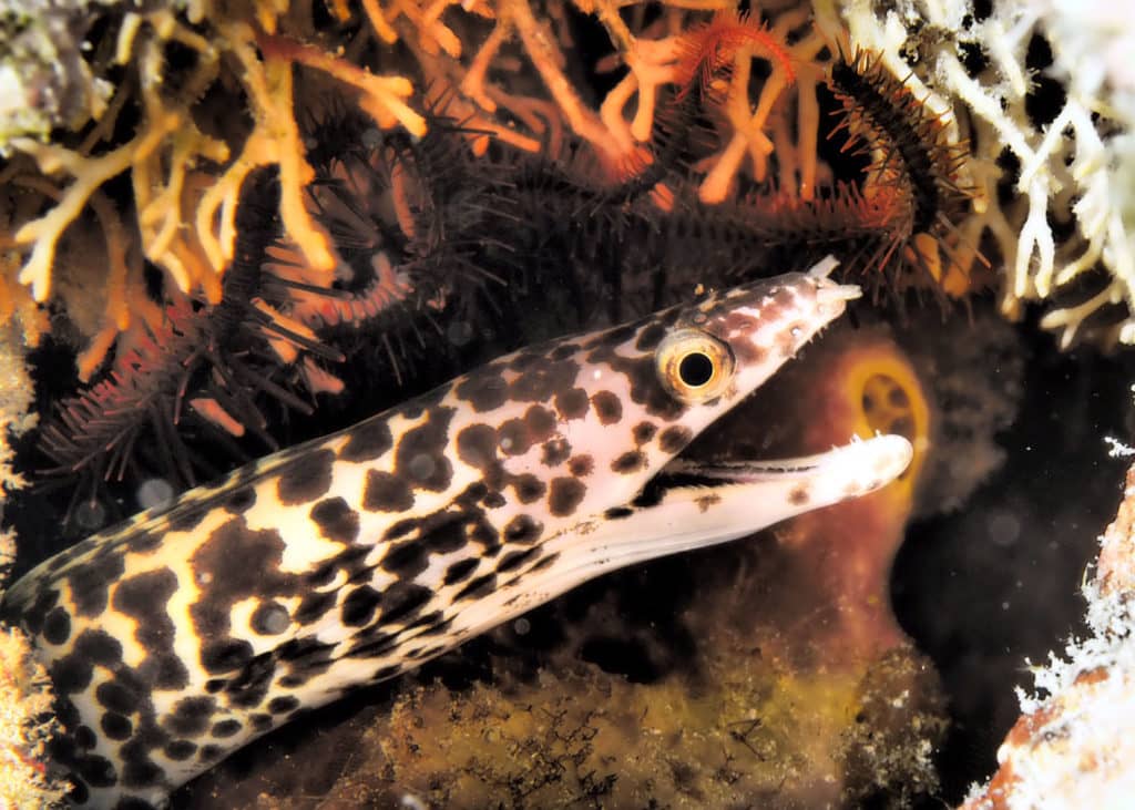 Cozumel Critter Diving was Fantastic in September 2018! | TRAVELS WITH TAM