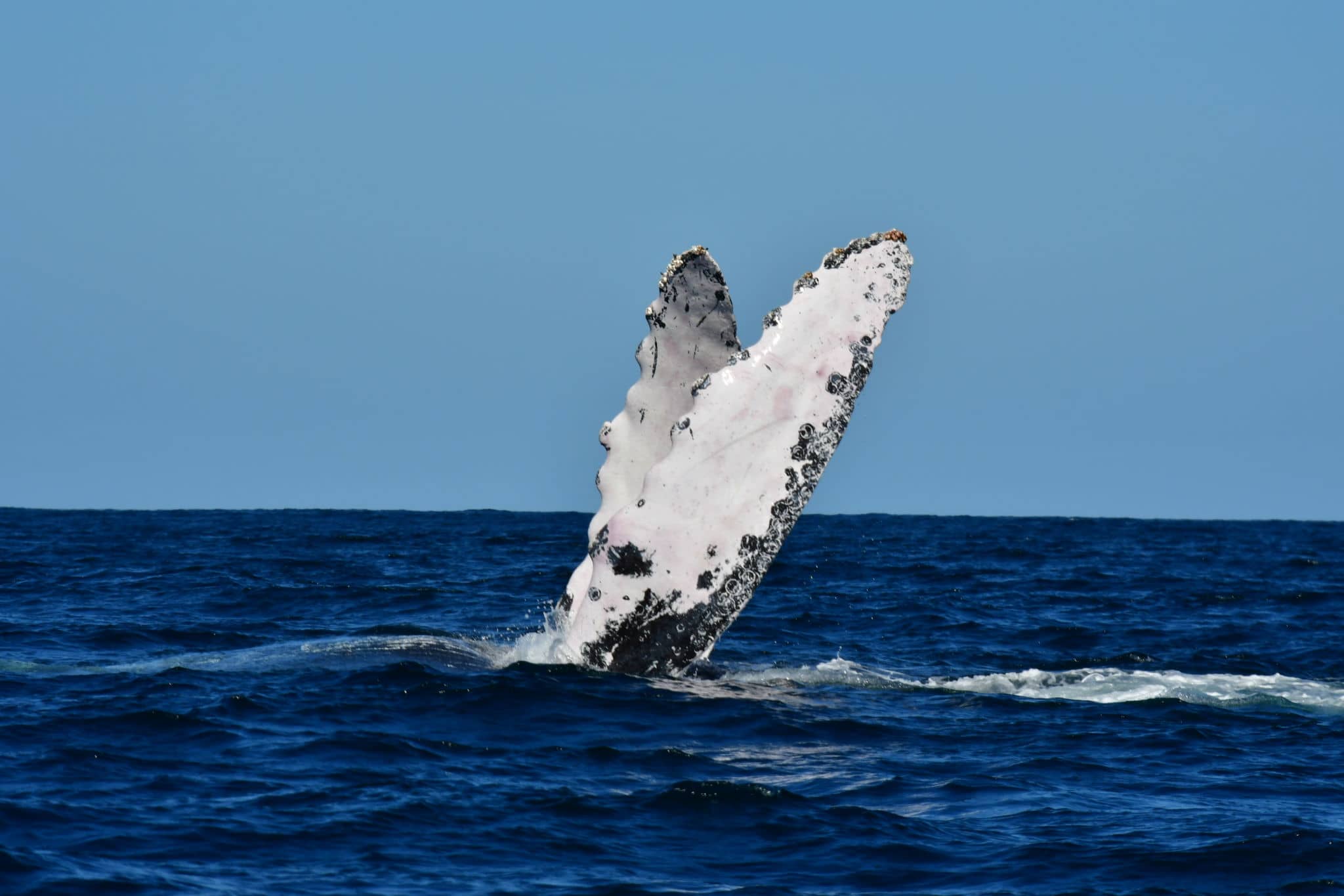 Is there Anything as Incredible as Ginormous Humpback Whale Watching in ...