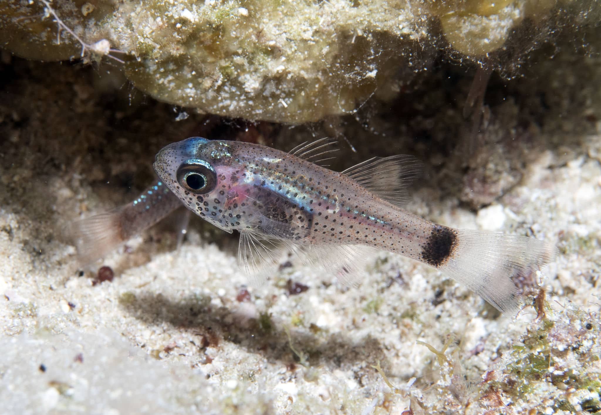 Fabulous Photo Friday returns with Fish Friends in Cozumel!