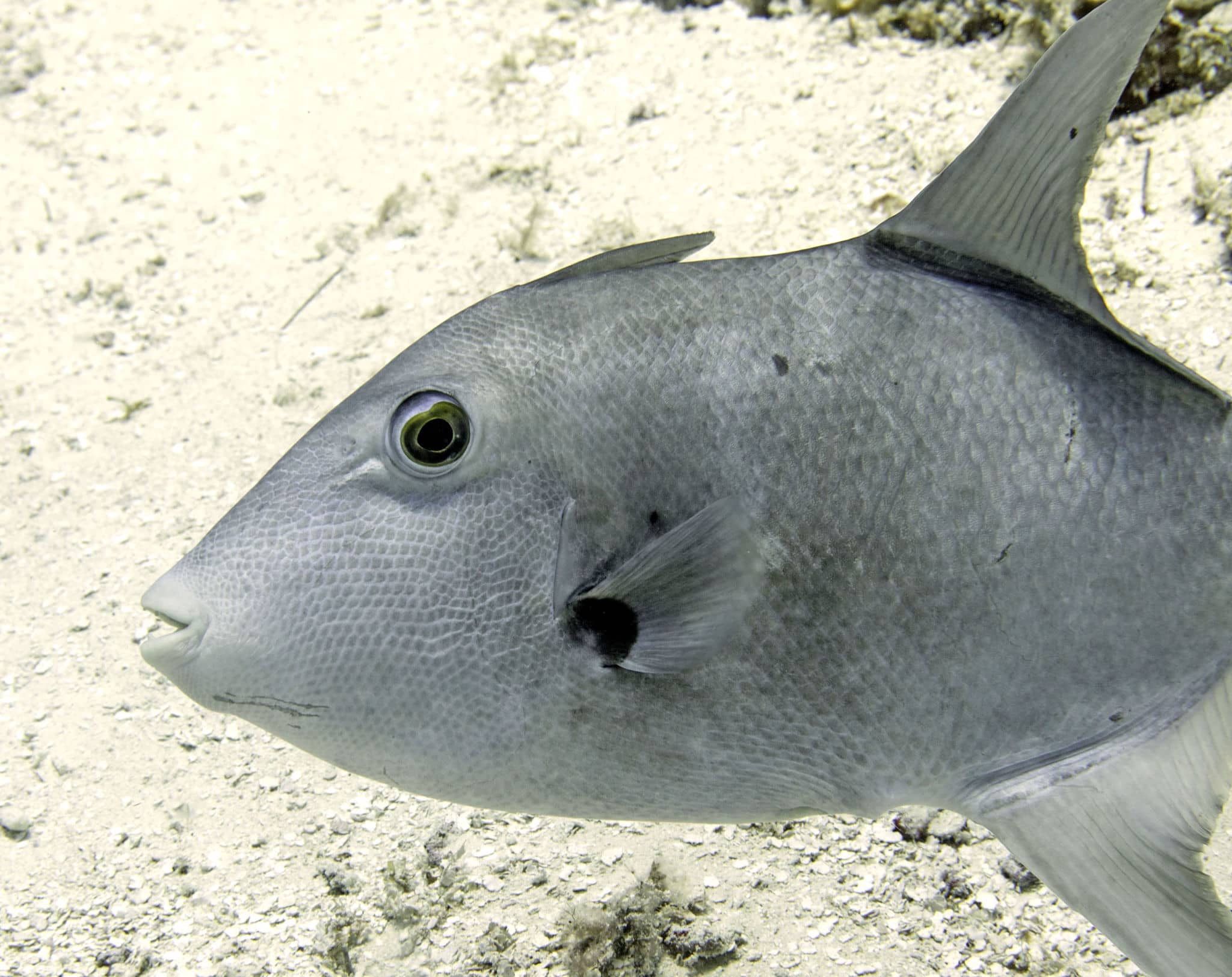 Fabulous Photo Friday returns with Fish Friends in Cozumel!