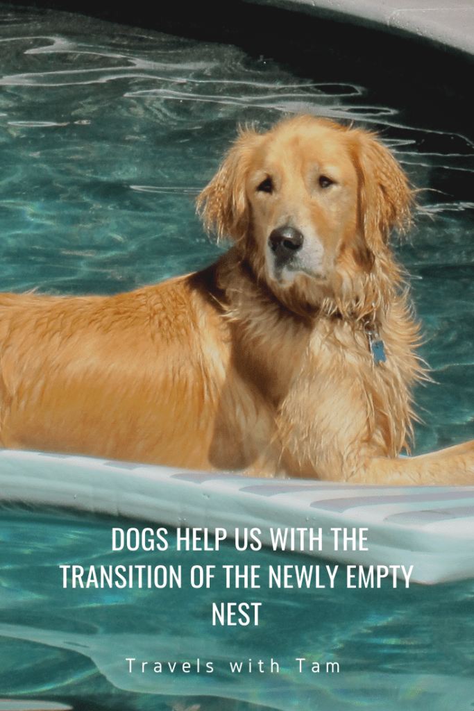 Why Empty Nest Dogs are So Important as we Transition to Life without Kids