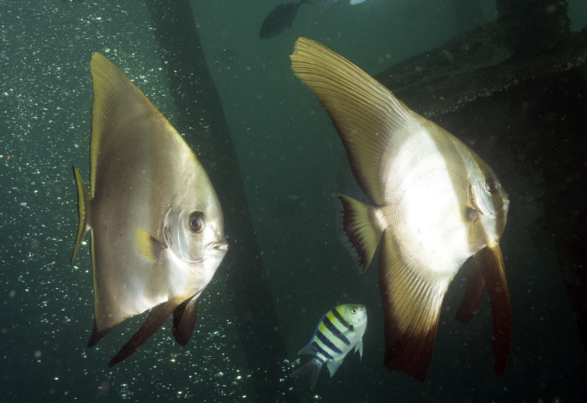 Scuba Dive Vicariously on the Coralia in Raja Ampat, Indonesia ...