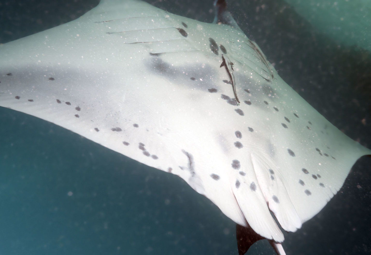 Scuba Dive Vicariously on the Coralia in Raja Ampat, Indonesia ...