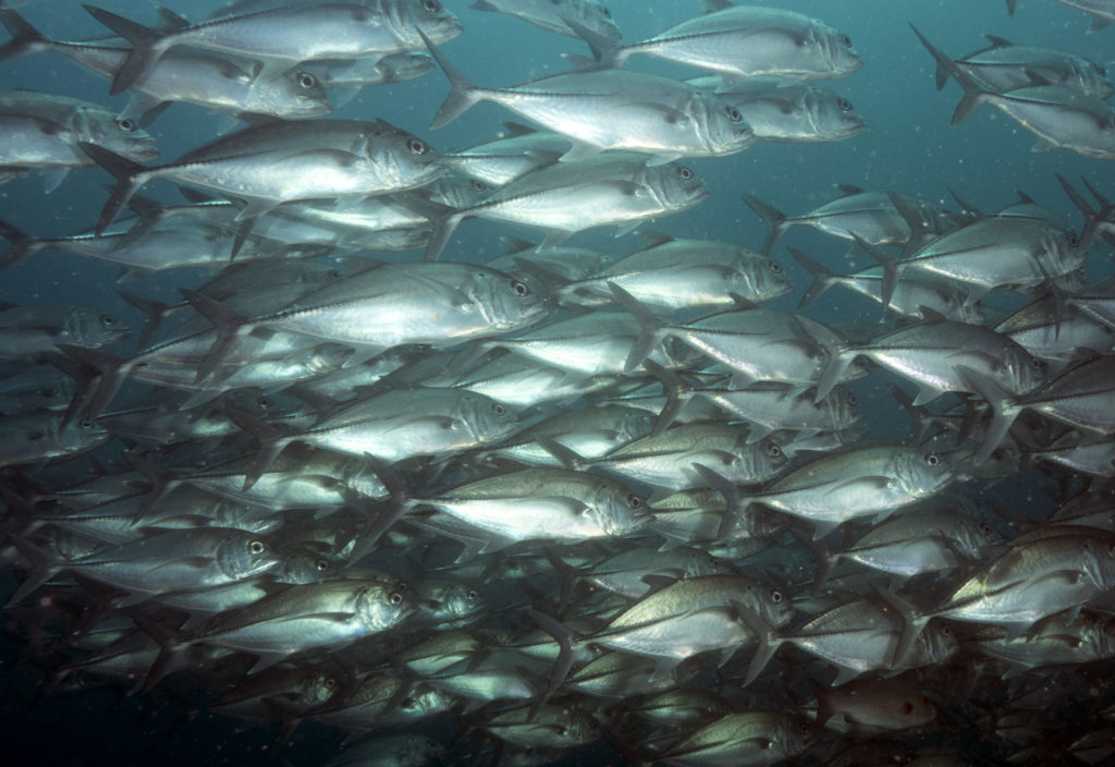 Scuba Dive Vicariously on the Coralia in Raja Ampat, Indonesia ...