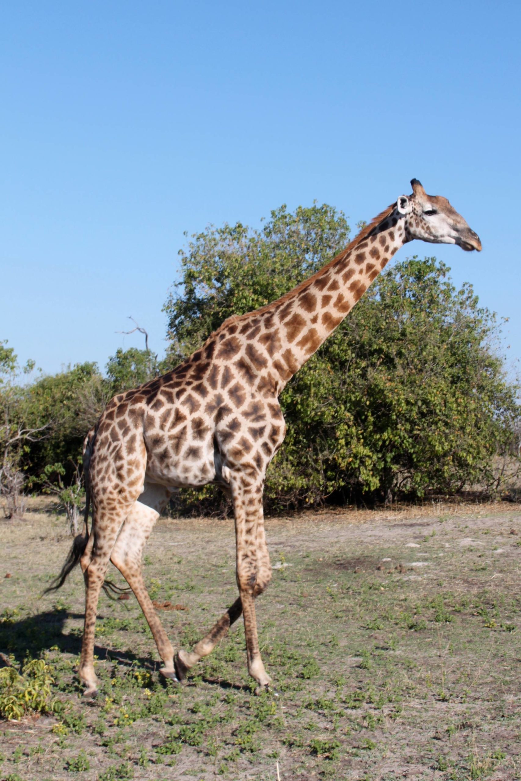 HAPPY WORLD GIRAFFE DAY | TRAVELS WITH TAM