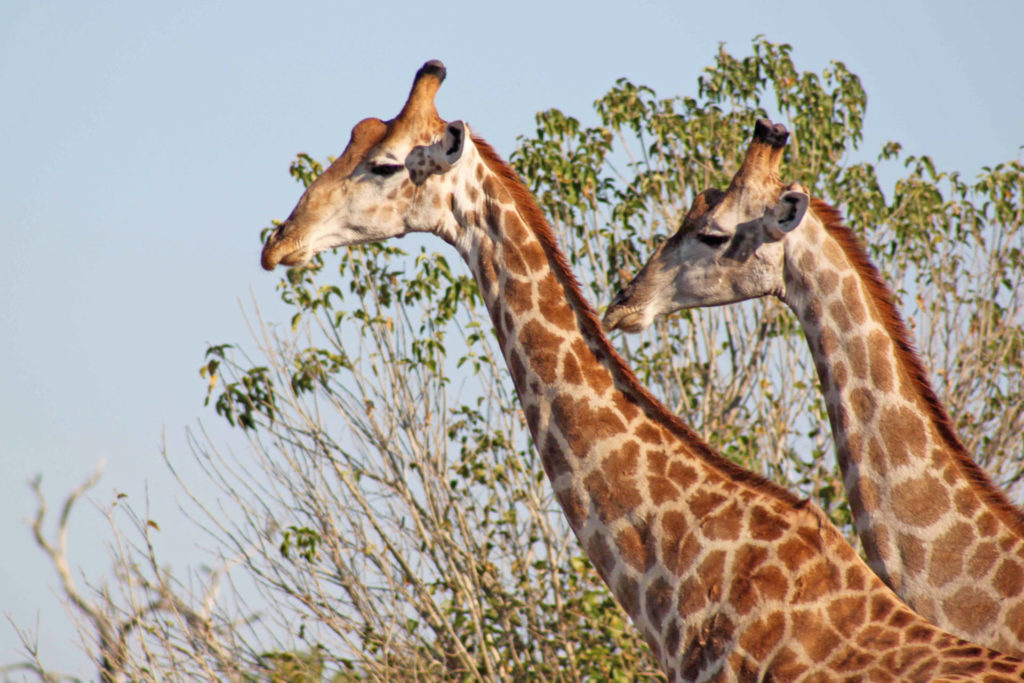 HAPPY WORLD GIRAFFE DAY | TRAVELS WITH TAM
