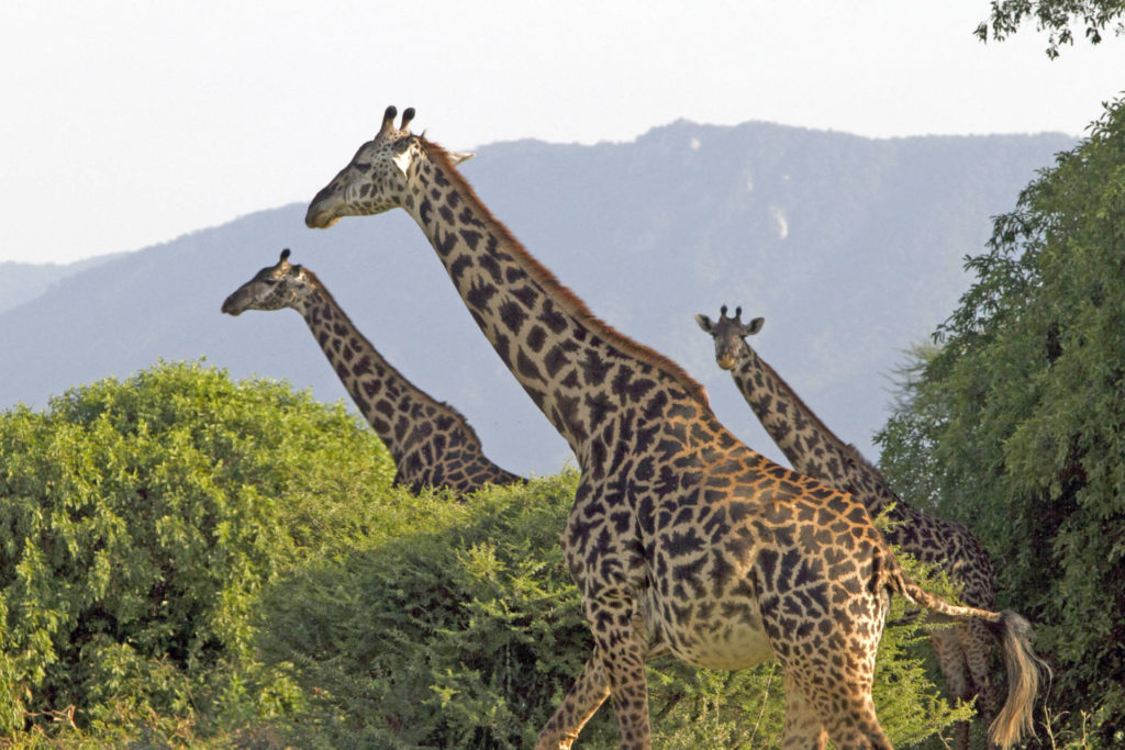 HAPPY WORLD GIRAFFE DAY | TRAVELS WITH TAM