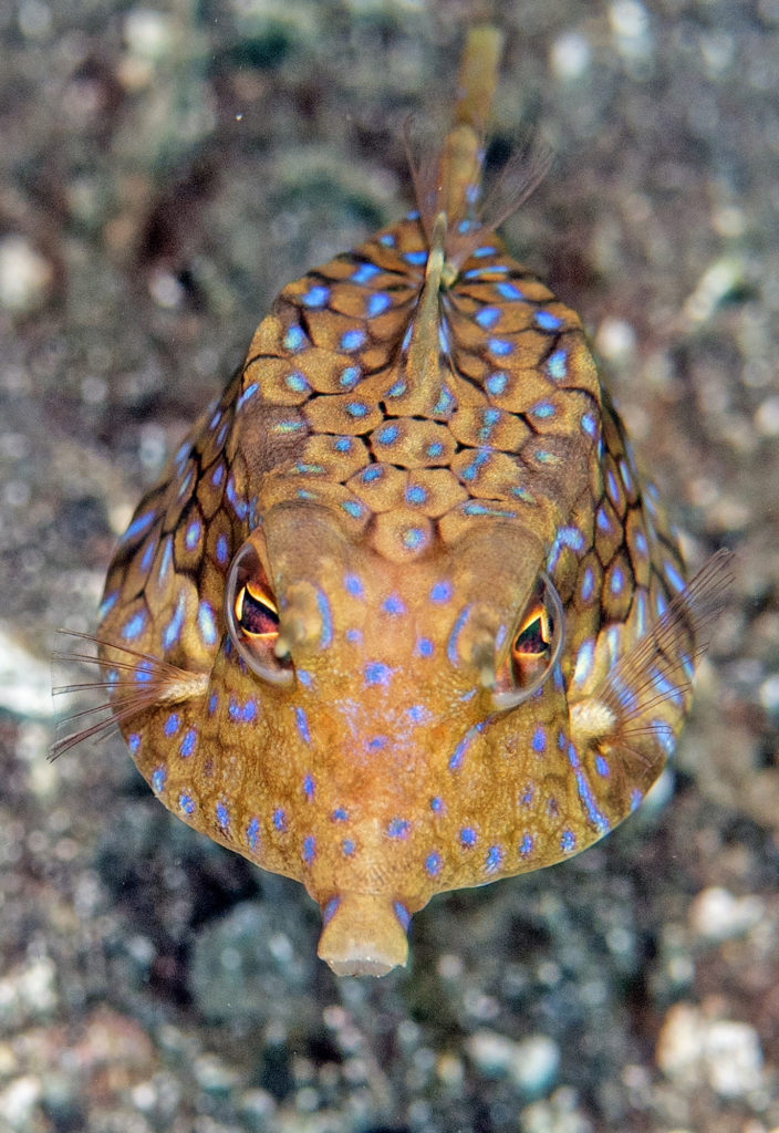 It is #FISHFRIDAY and Here are a Few Fish I love! | TRAVELS WITH TAM