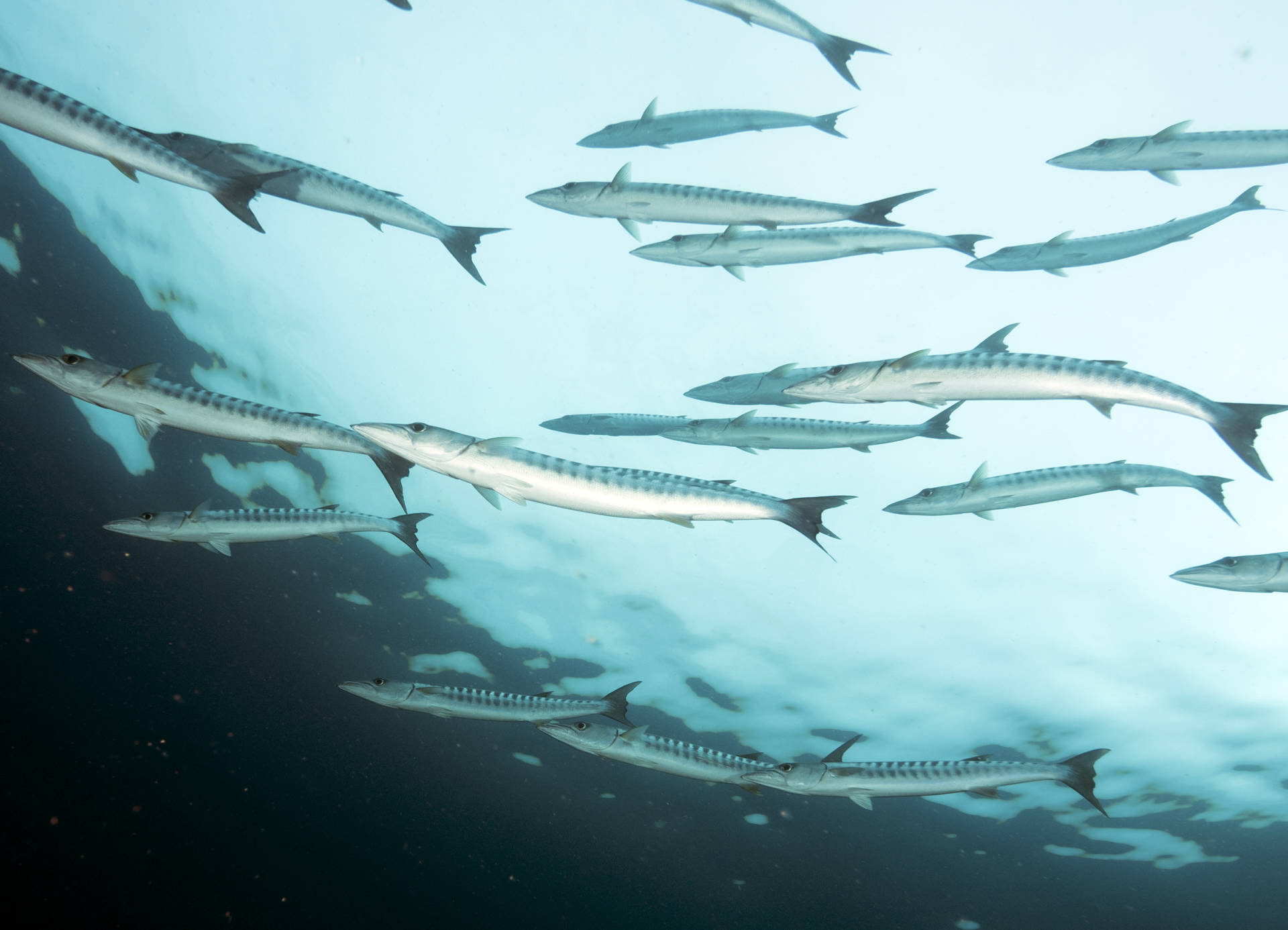 It is #FISHFRIDAY and Here are a Few Fish I love! | TRAVELS WITH TAM