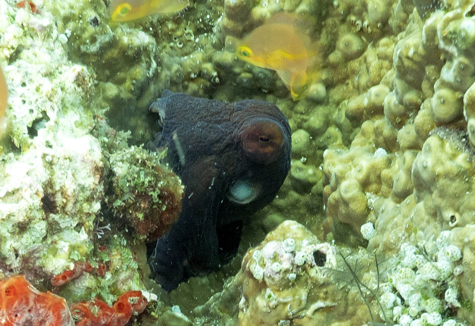 Have you watched My Octopus Teacher? Meet my Favorite Octopuses ...