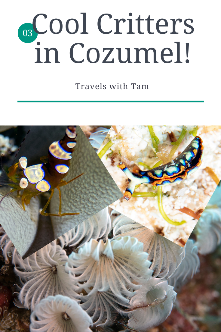 Cozumel Diving offers Amazing Cool Critters! | TRAVELS WITH TAM