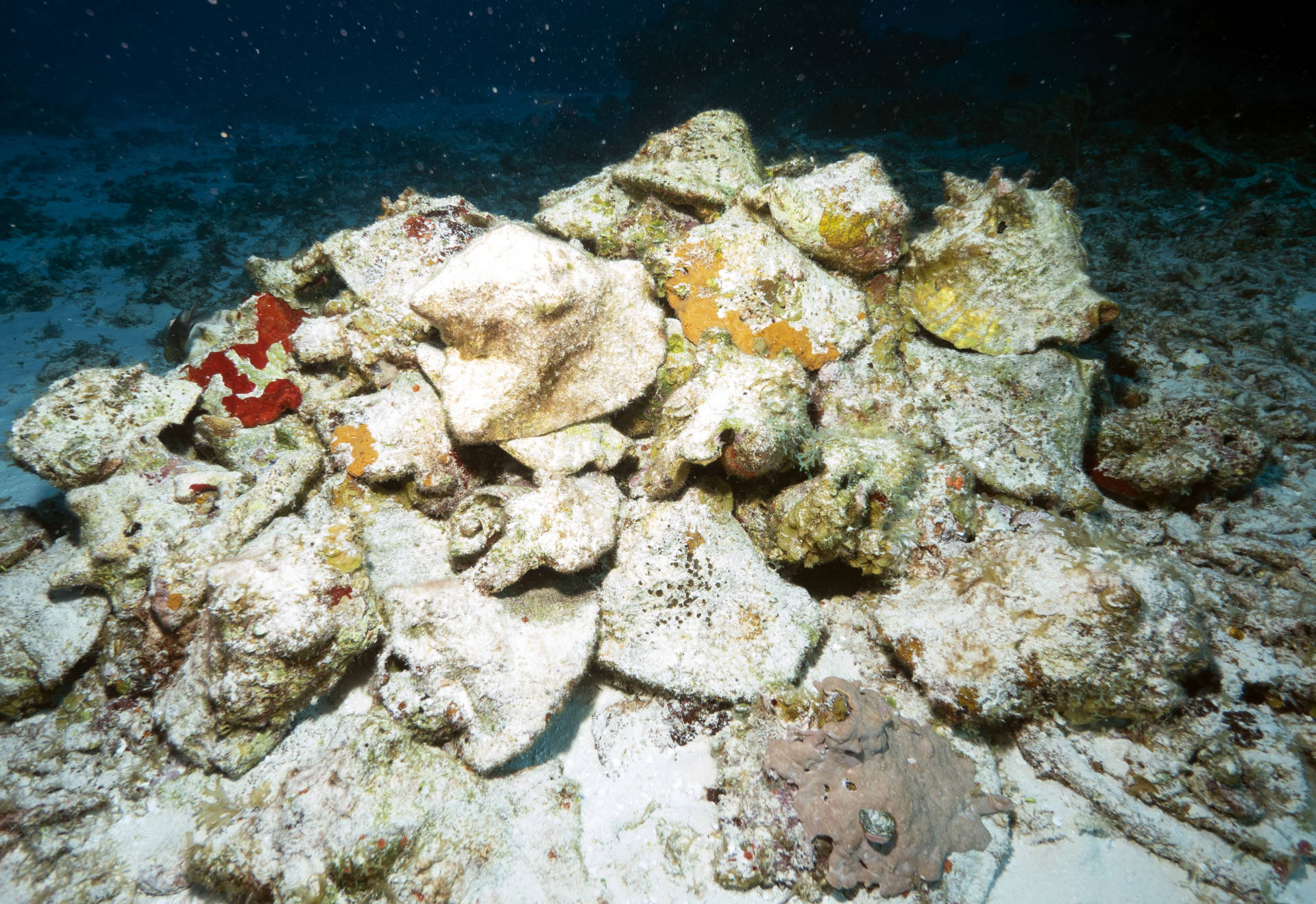 Cozumel Diving offers Amazing Cool Critters! | TRAVELS WITH TAM