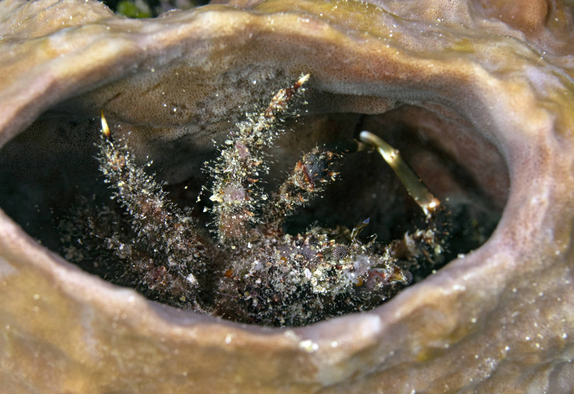 Cozumel Diving offers Amazing Cool Critters! | TRAVELS WITH TAM