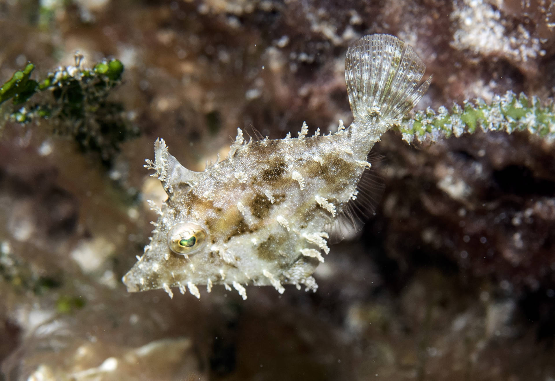 You can Count on Fantastic Diving in Cozumel in February!