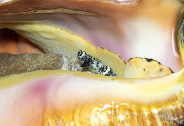 Cozumel Diving offers Amazing Cool Critters! | TRAVELS WITH TAM