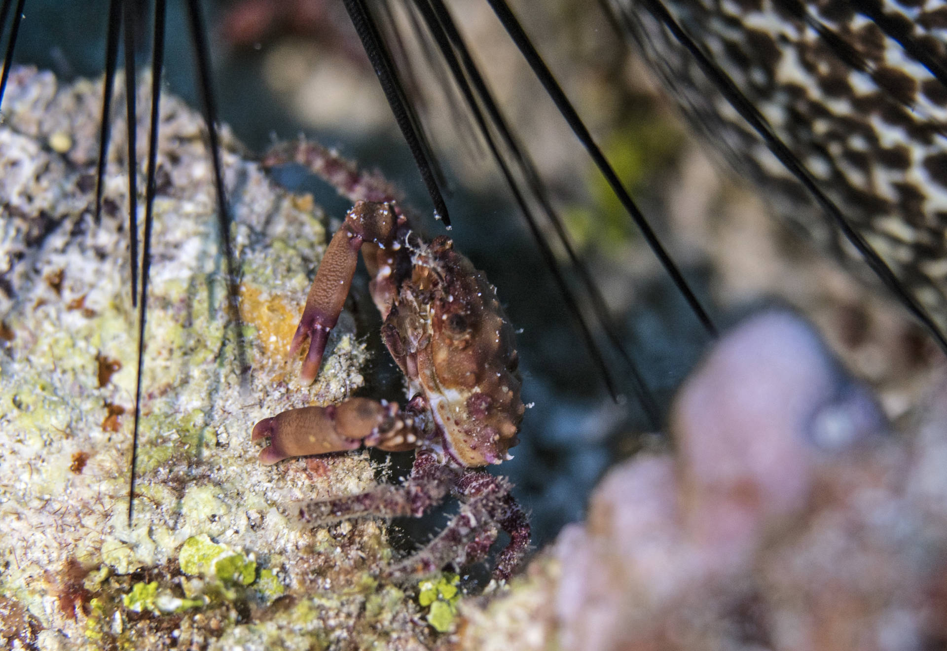 Cozumel Diving offers Amazing Cool Critters! | TRAVELS WITH TAM