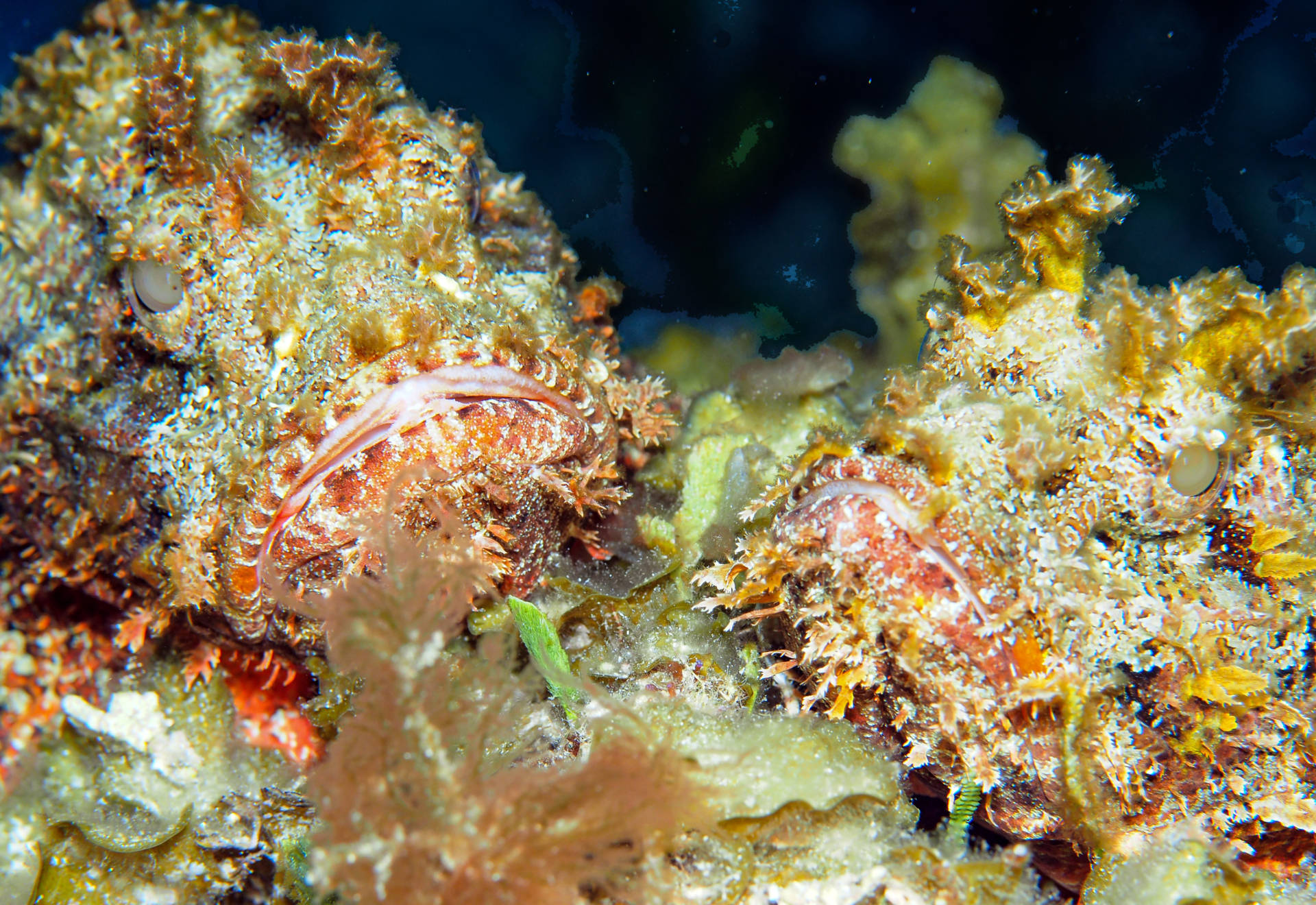 You can Count on Fantastic Diving in Cozumel in February!