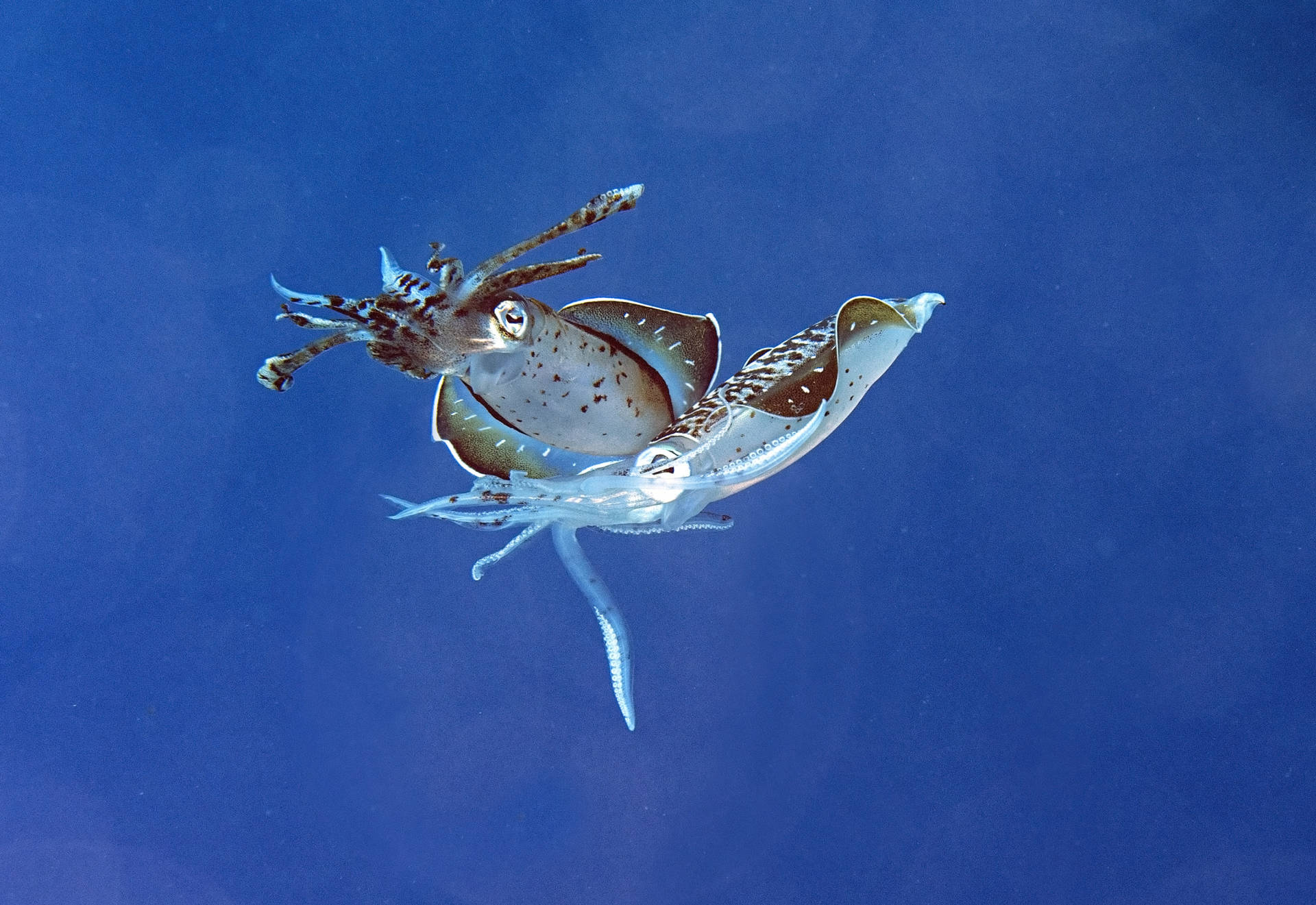 Check out the Discovery of Amazing Tiny Critters on the Reefs of ...