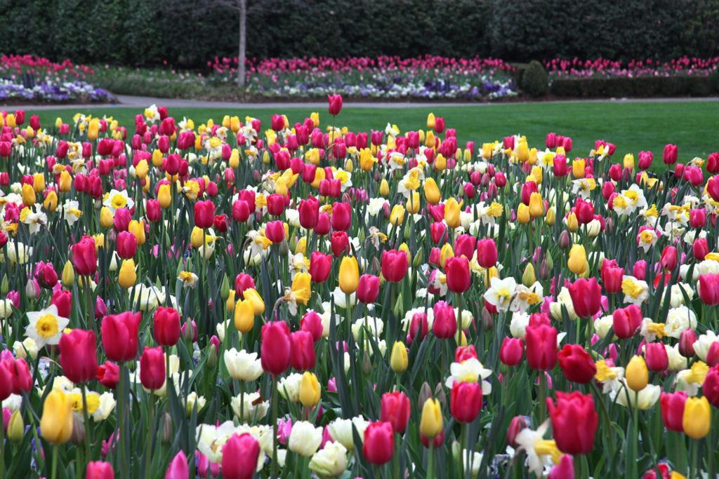 Dallas Arboretum's Dallas Blooms Display begins in February! | TRAVELS ...