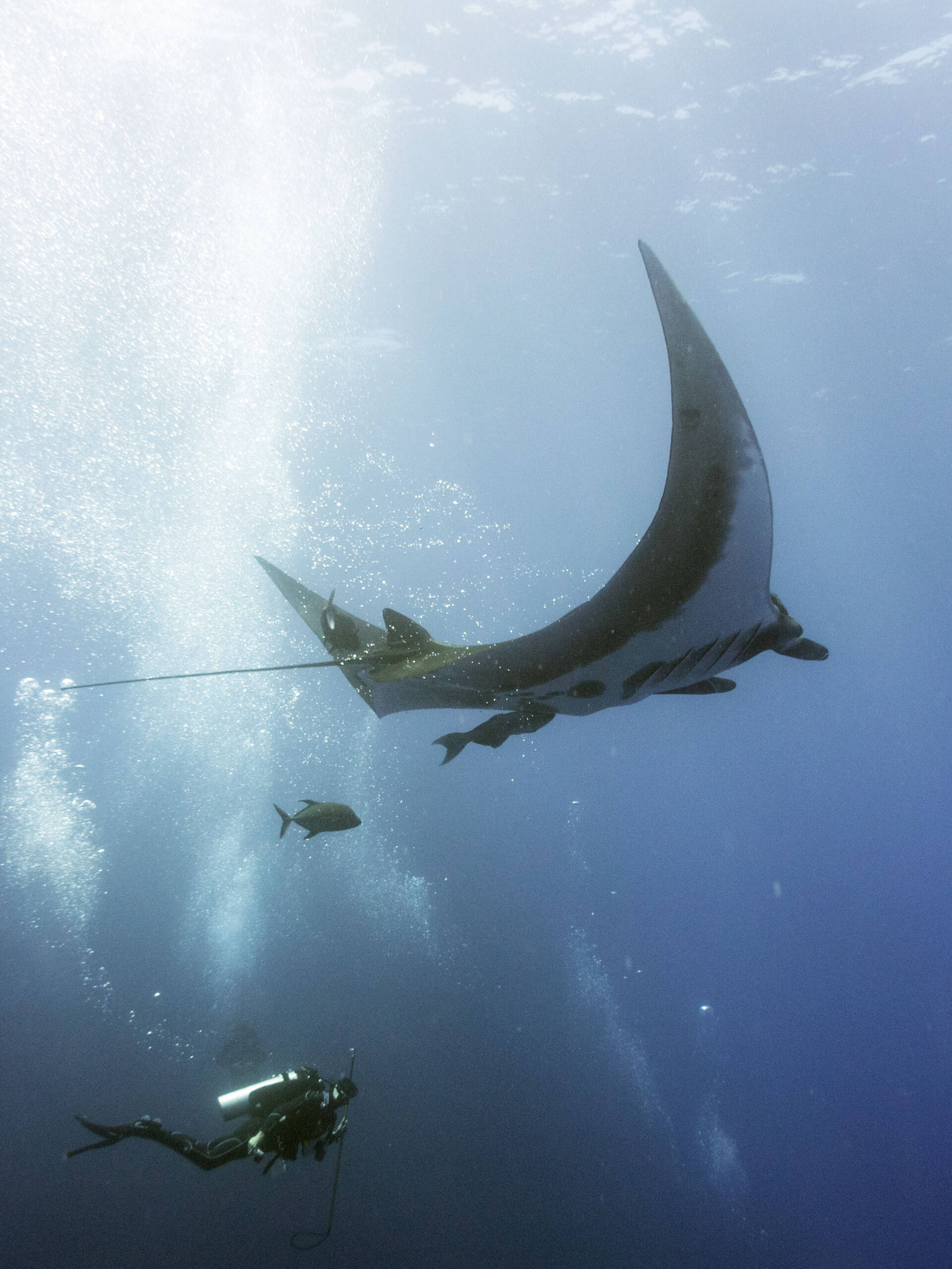 After returning from a Trip to the Socorro Islands, I Learned ...