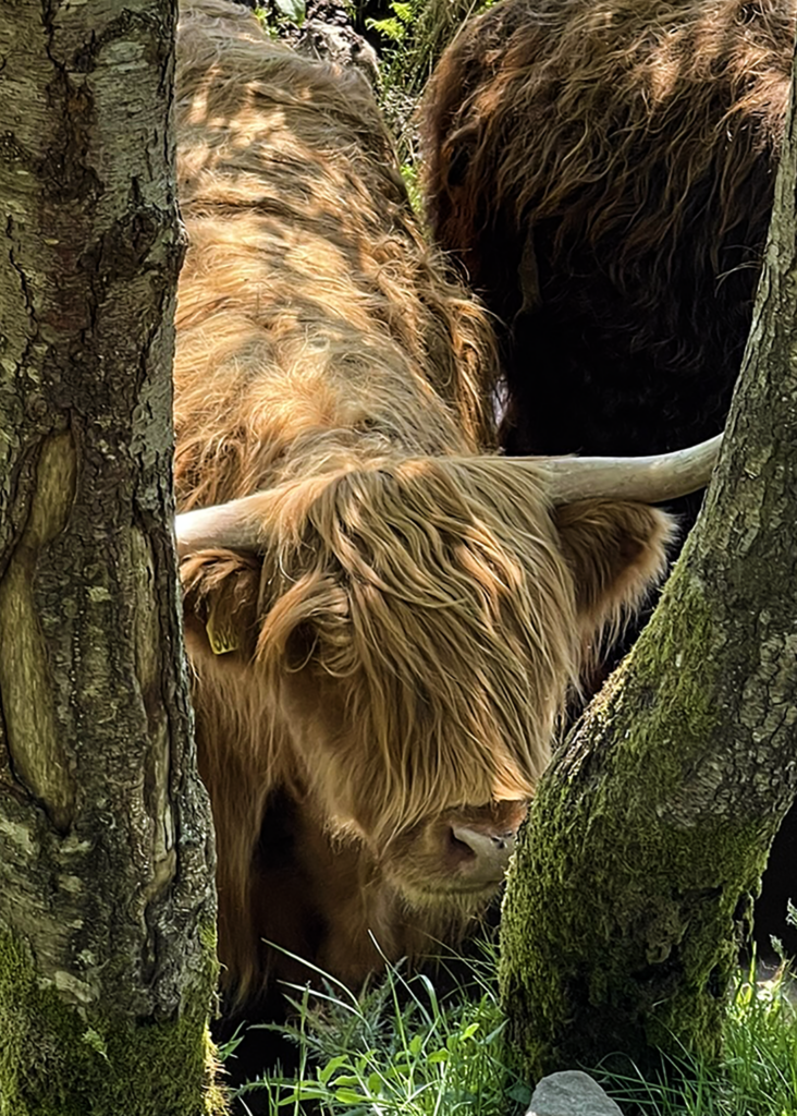 Immerse Yourself into the Mystical Beauty of the Scottish Highlands to ...